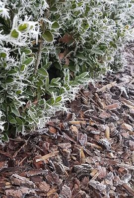 Benefits Of Bark Chippings As Garden Mulch | Hallstone | Blog