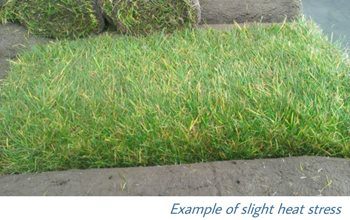 What Is Sod Heating? | Hallstone | Blog