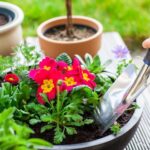 Multipurpose Peat-Free Compost | 500L & 50L Bags | Hallstone | UK Trade